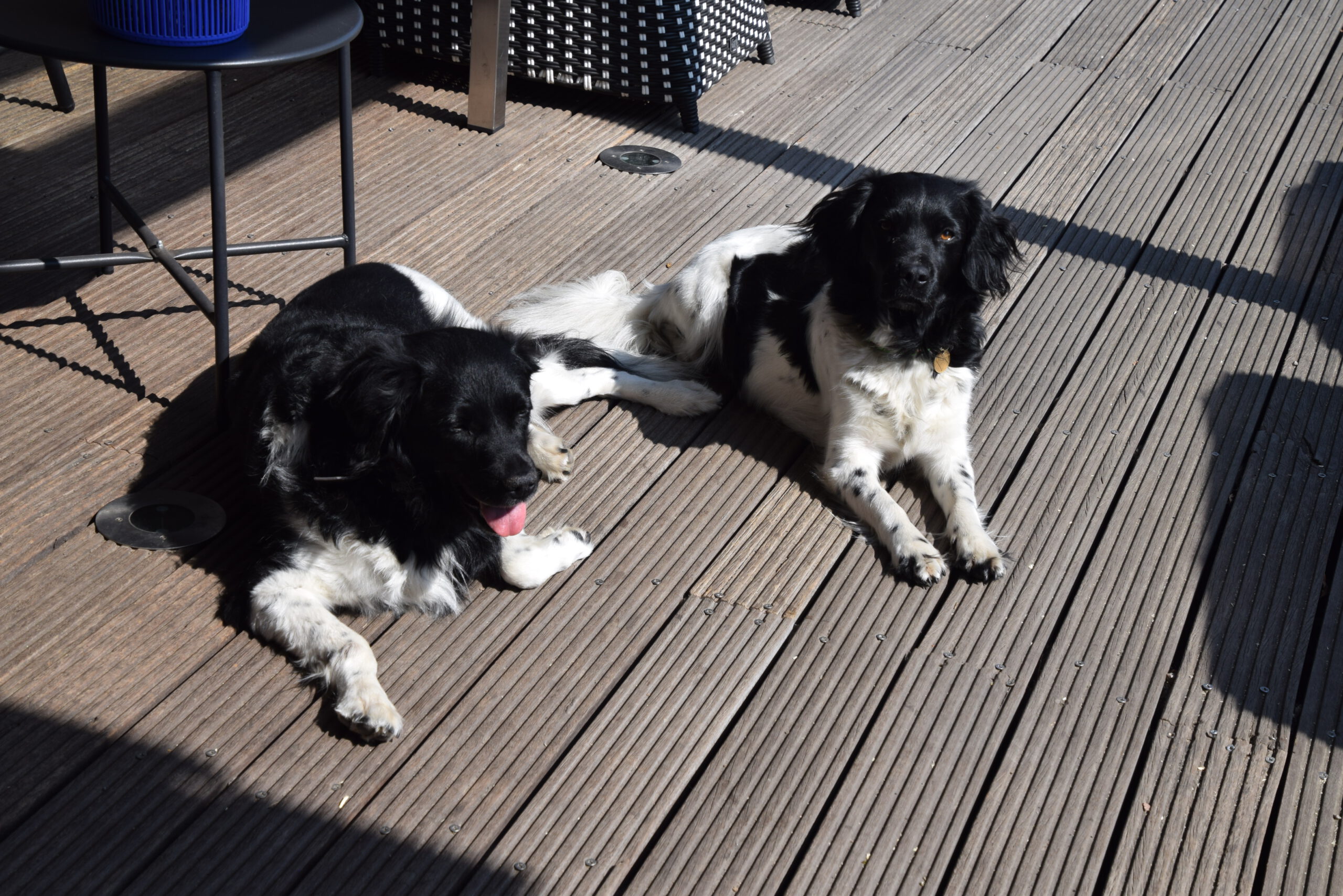 Onze honden - Kennel Uut Koentjes Huus